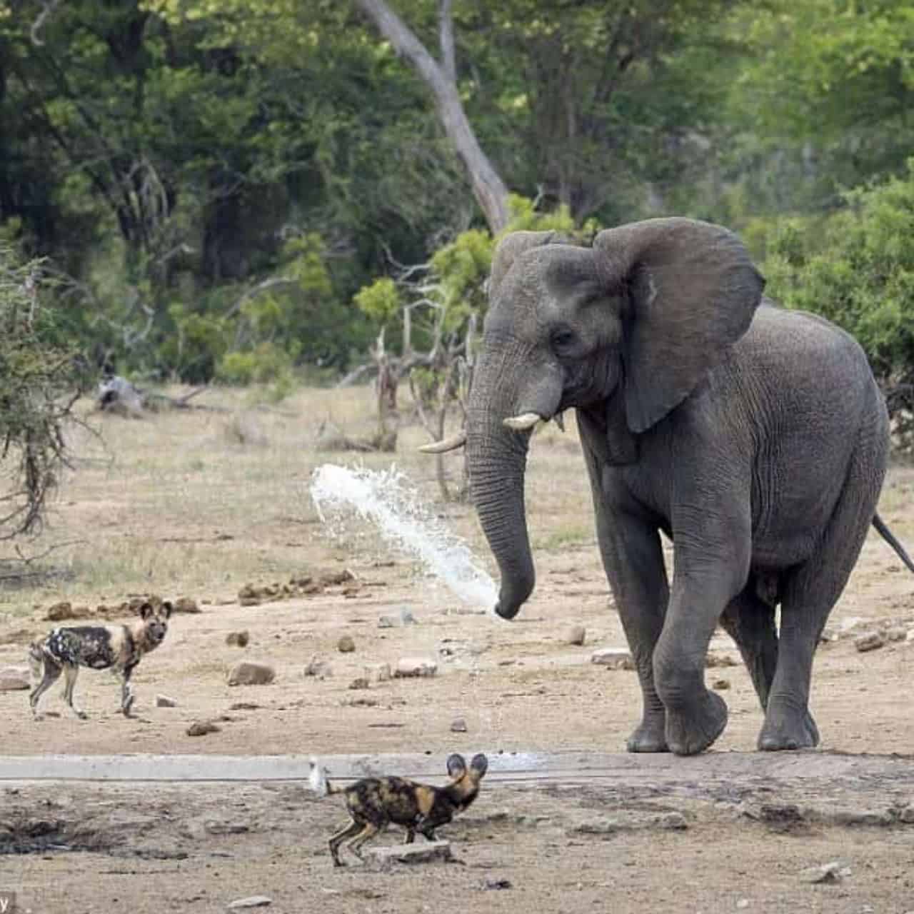 Unexpected Encounter: Elephant vs. Wild Dogs at Kruger Park