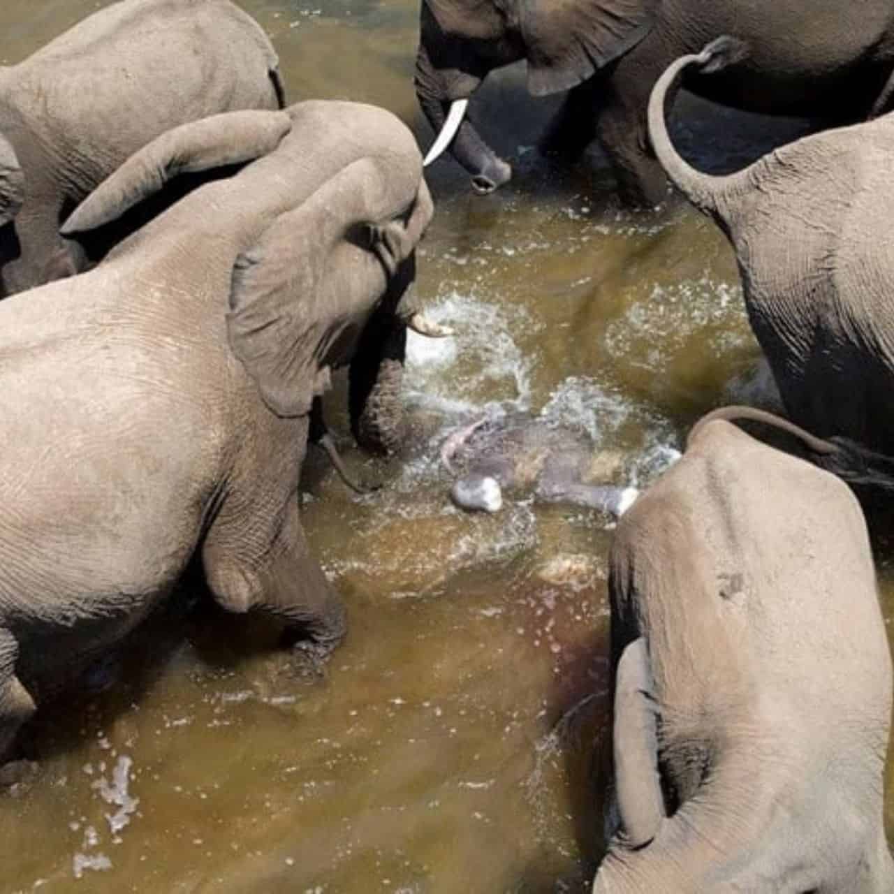 The Heartwarming Birth of an Elephant in Kruger National Park