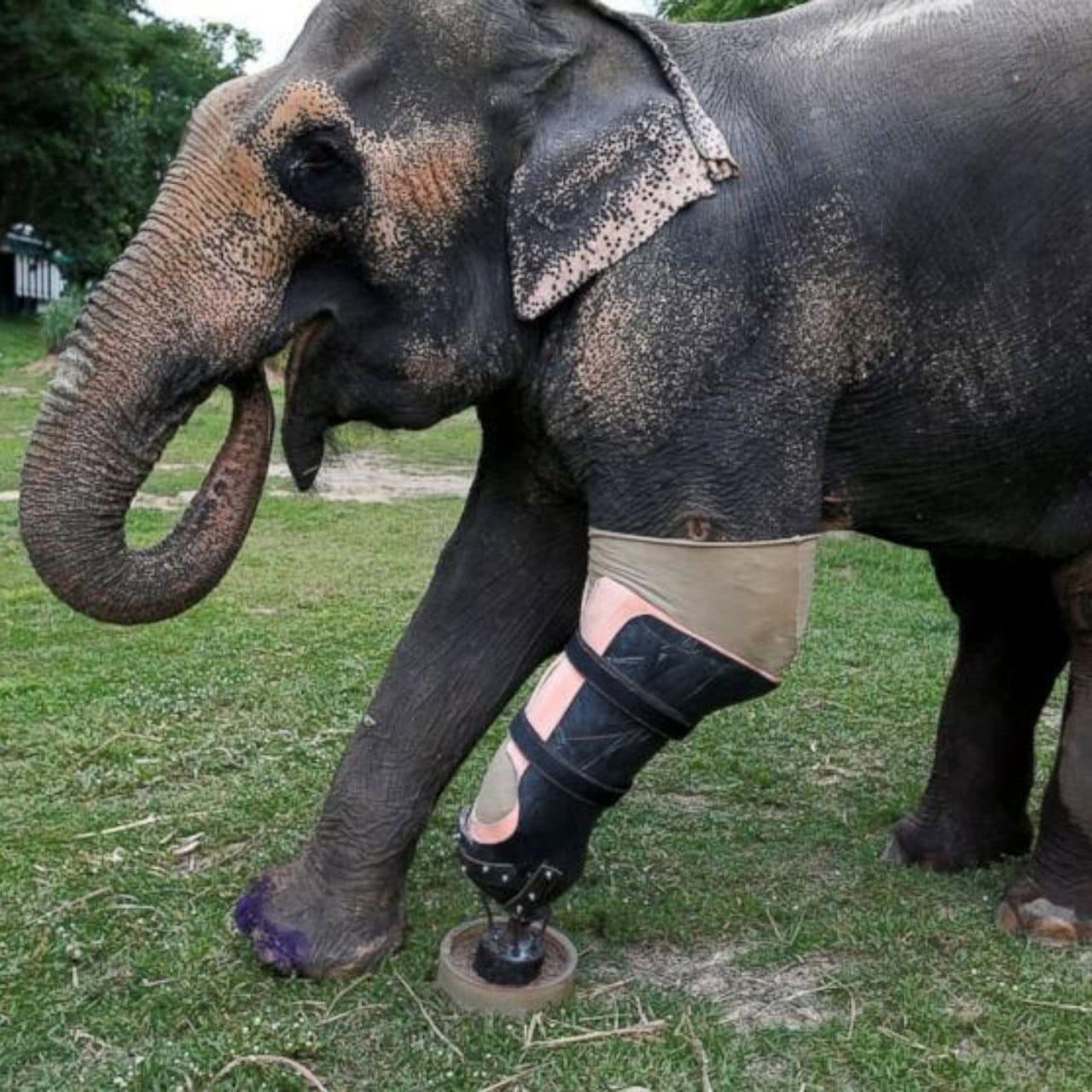 Mosha the Elephant: A Groundbreaking Journey with Her Prosthetic Leg