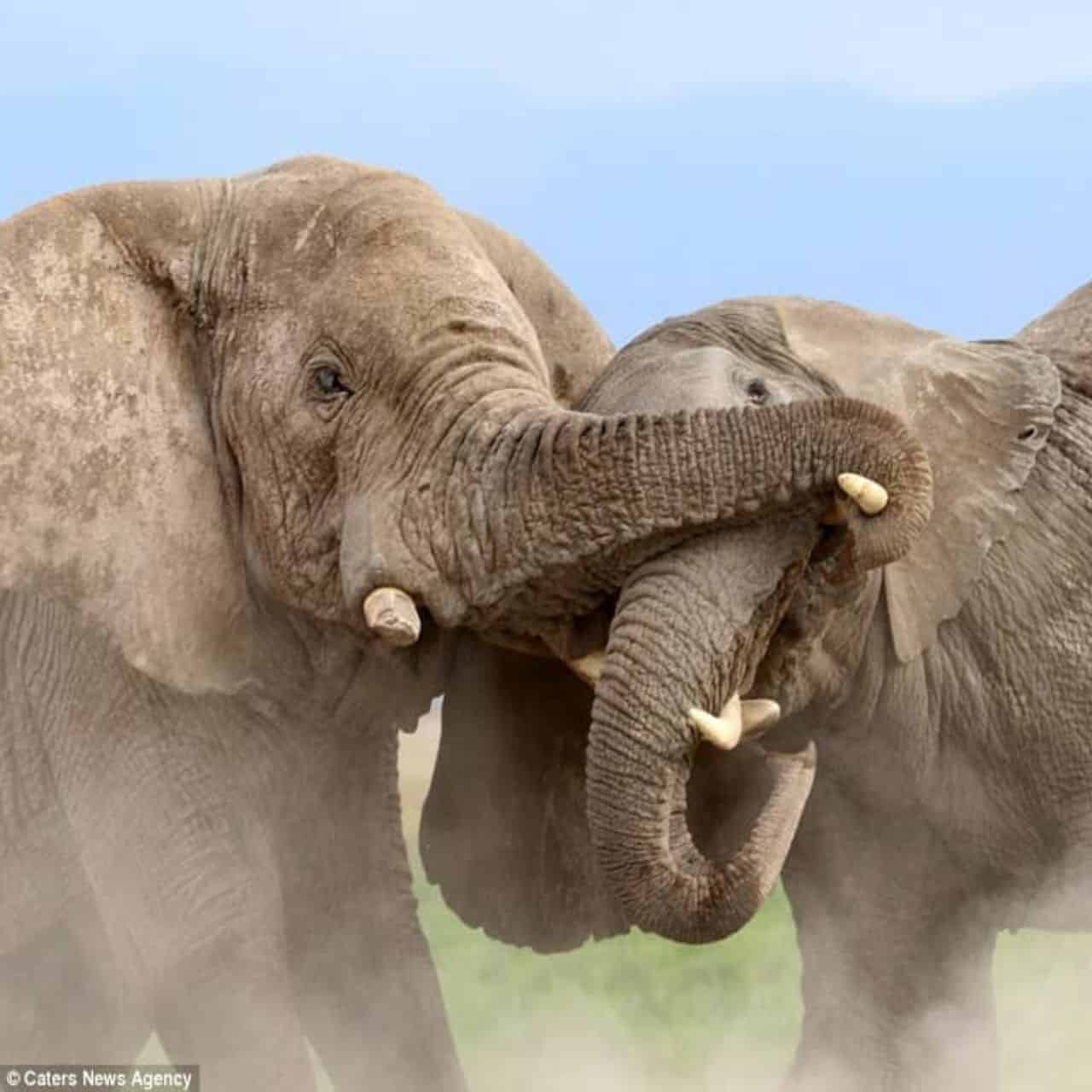 [Video] Elephants Clash for Dominance in Amboseli National Park