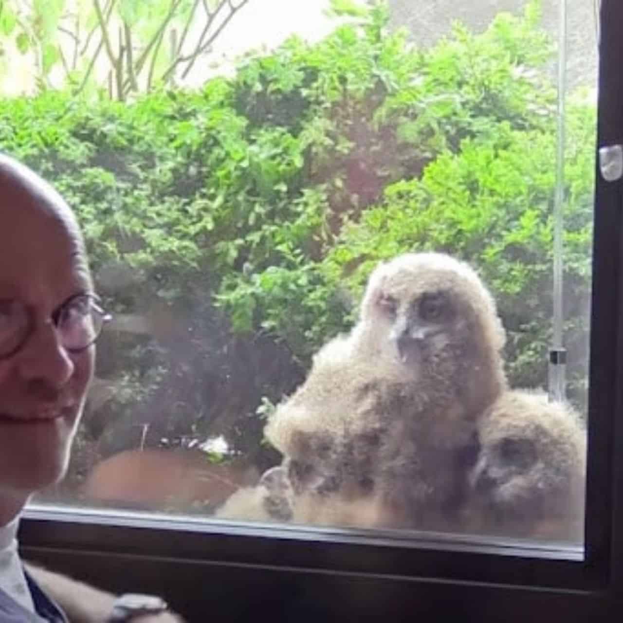 Unexpected Neighbors: A Family of Owls Takes Residence in an Apartment ...