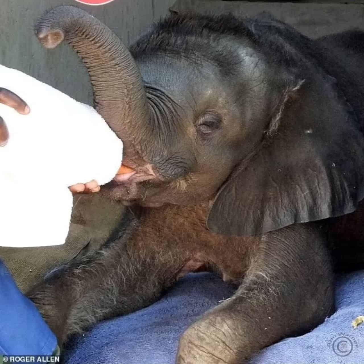 A Heartfelt Goodbye: Roxy Danckwerts and Her Journey with Orphaned ...