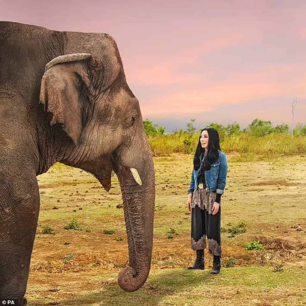 Kaavan's Journey: From Isolation to Joy