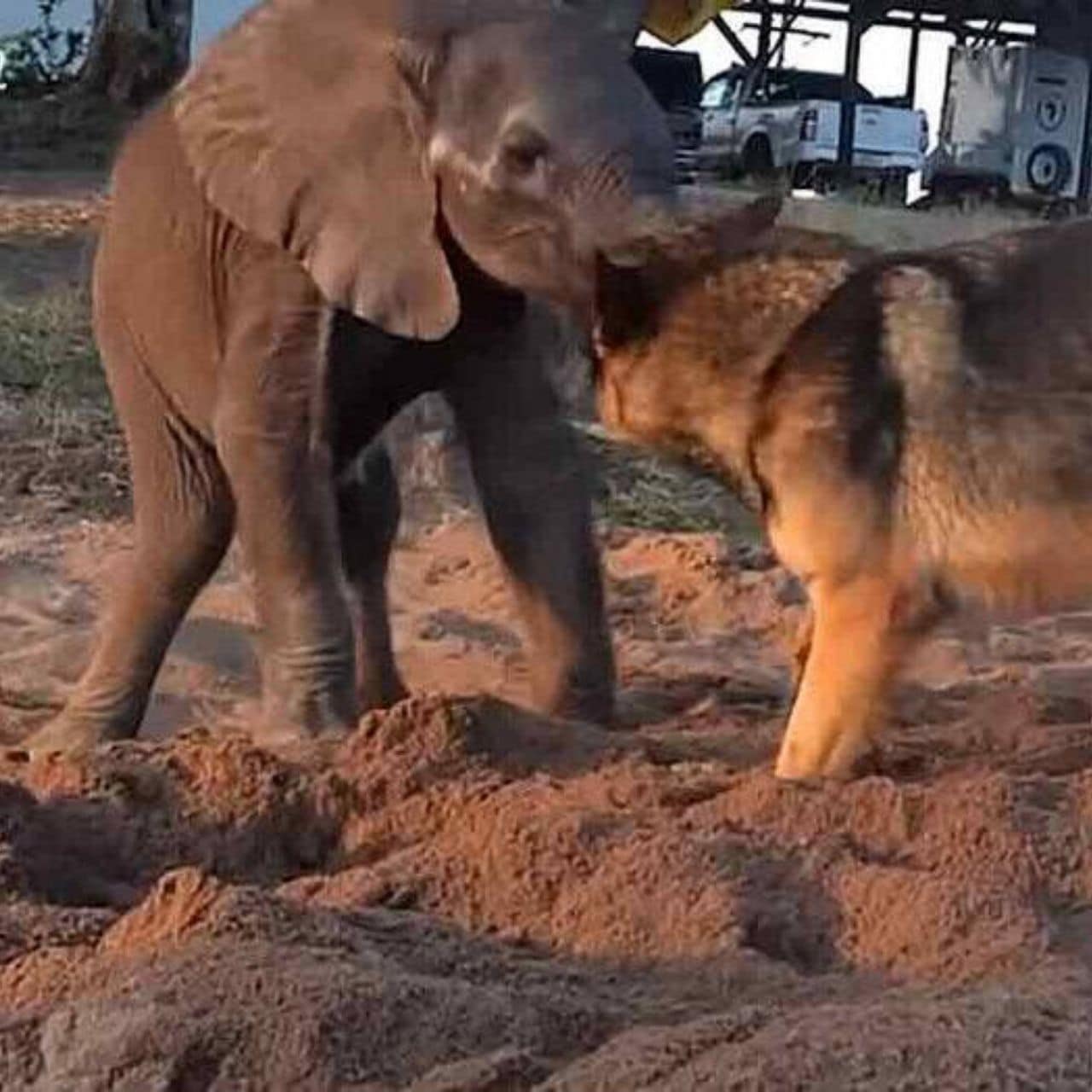 The Unlikely Friendship: An Elephant and Her Canine Companion