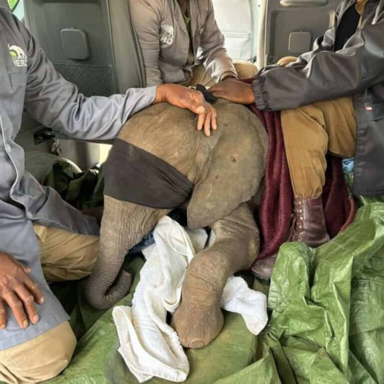 A Journey of Heart: An Orphan Elephant's Resilience