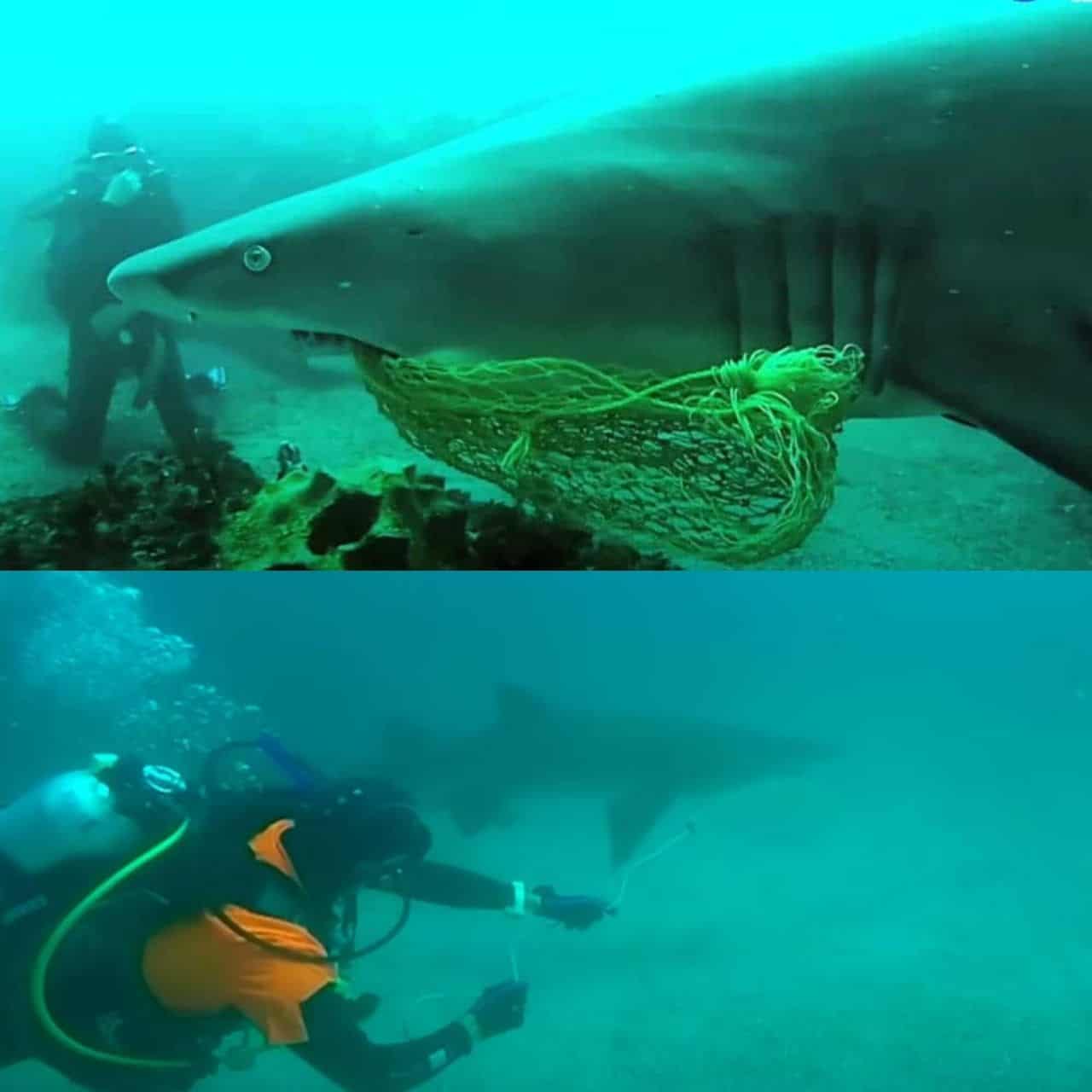 A Diver's Compassion: Rescuing a Shark in Byron Bay