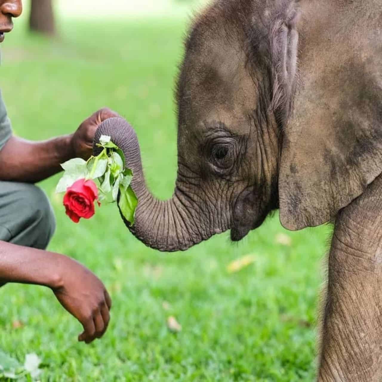 A Heartwarming Gift: Elephants Show Their Appreciation