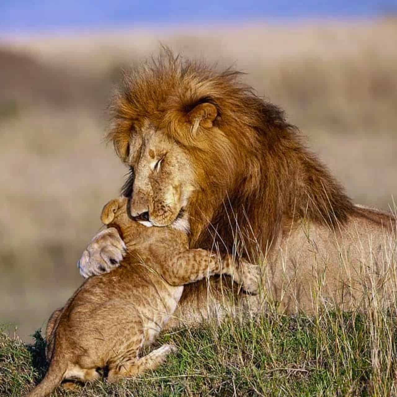 Heartwarming Lion Embrace Captured in the Wild