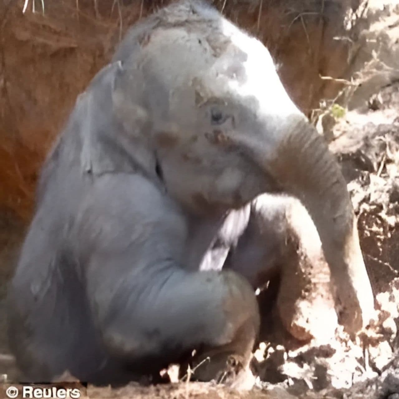 Young Elephant's Daring Rescue Against All Odds