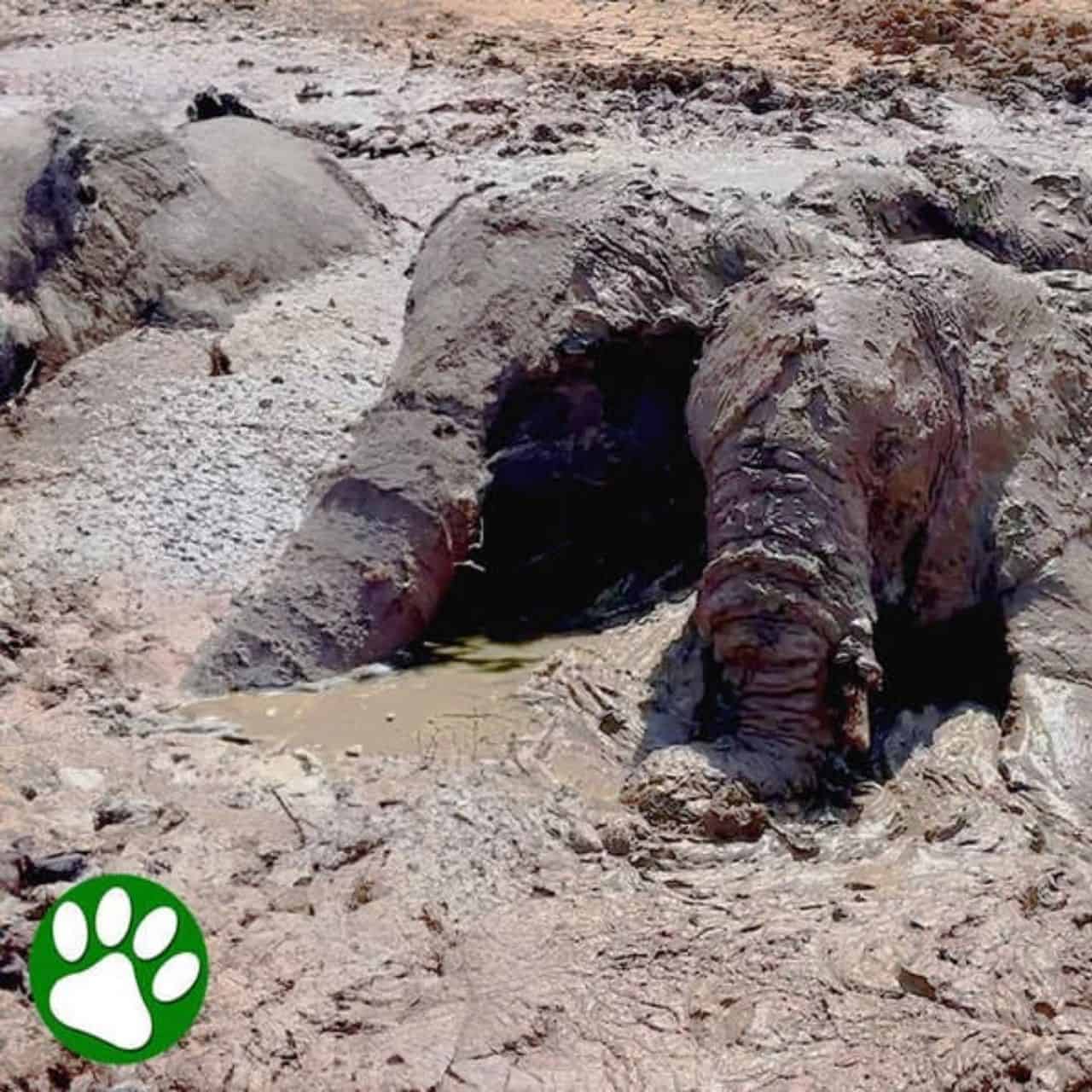 Incredible Rescue: Elephant Family Saved from Mud Pit
