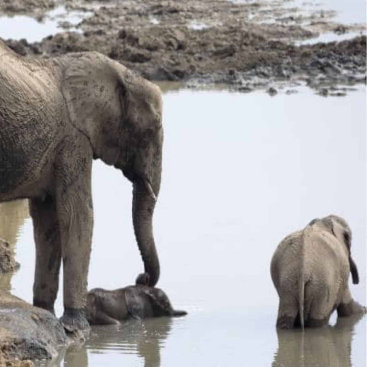 A Heartwarming Elephant Rescue: Mother to the Rescue
