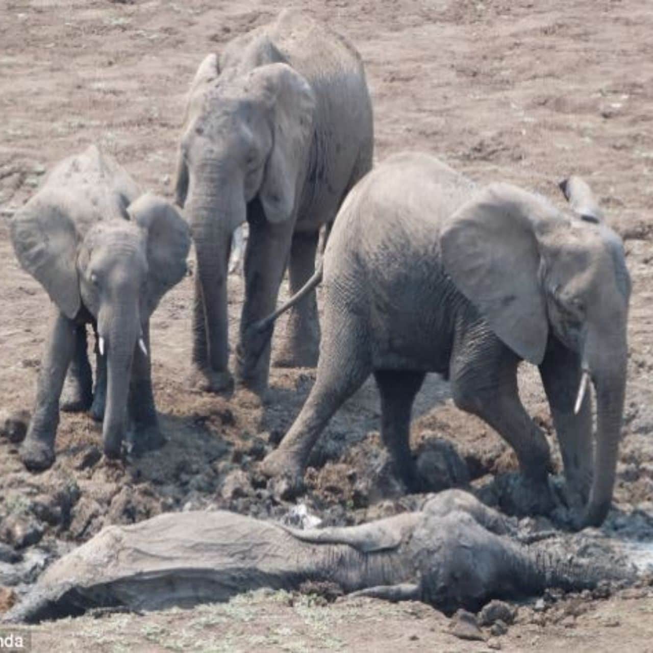 Elephants Rescued from Muddy Predicament in Zambia