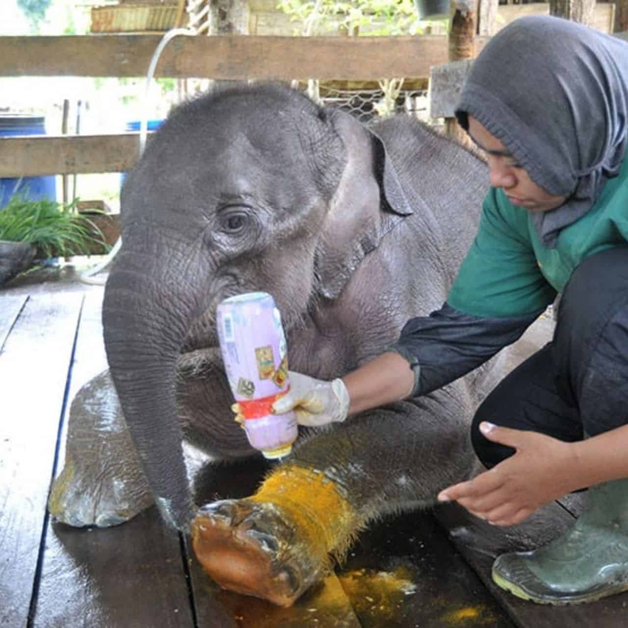 [Video] A Heartwarming Rescue of a Young Elephant