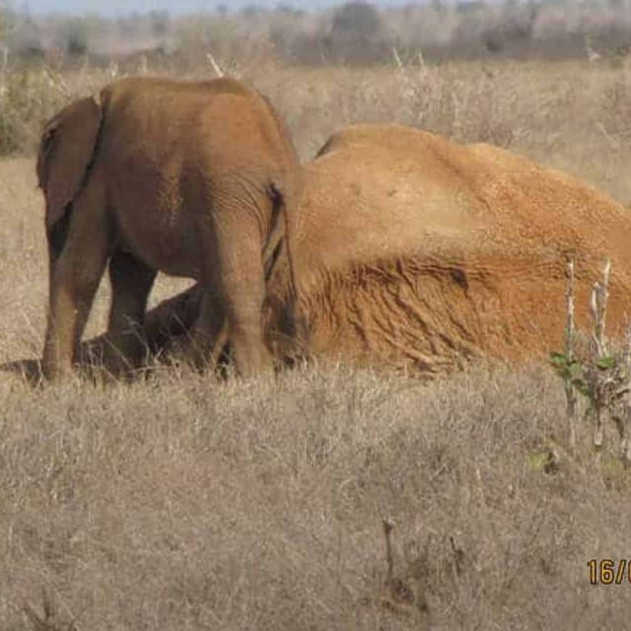 Young Elephant Rescued from Distress: A Story of Hope