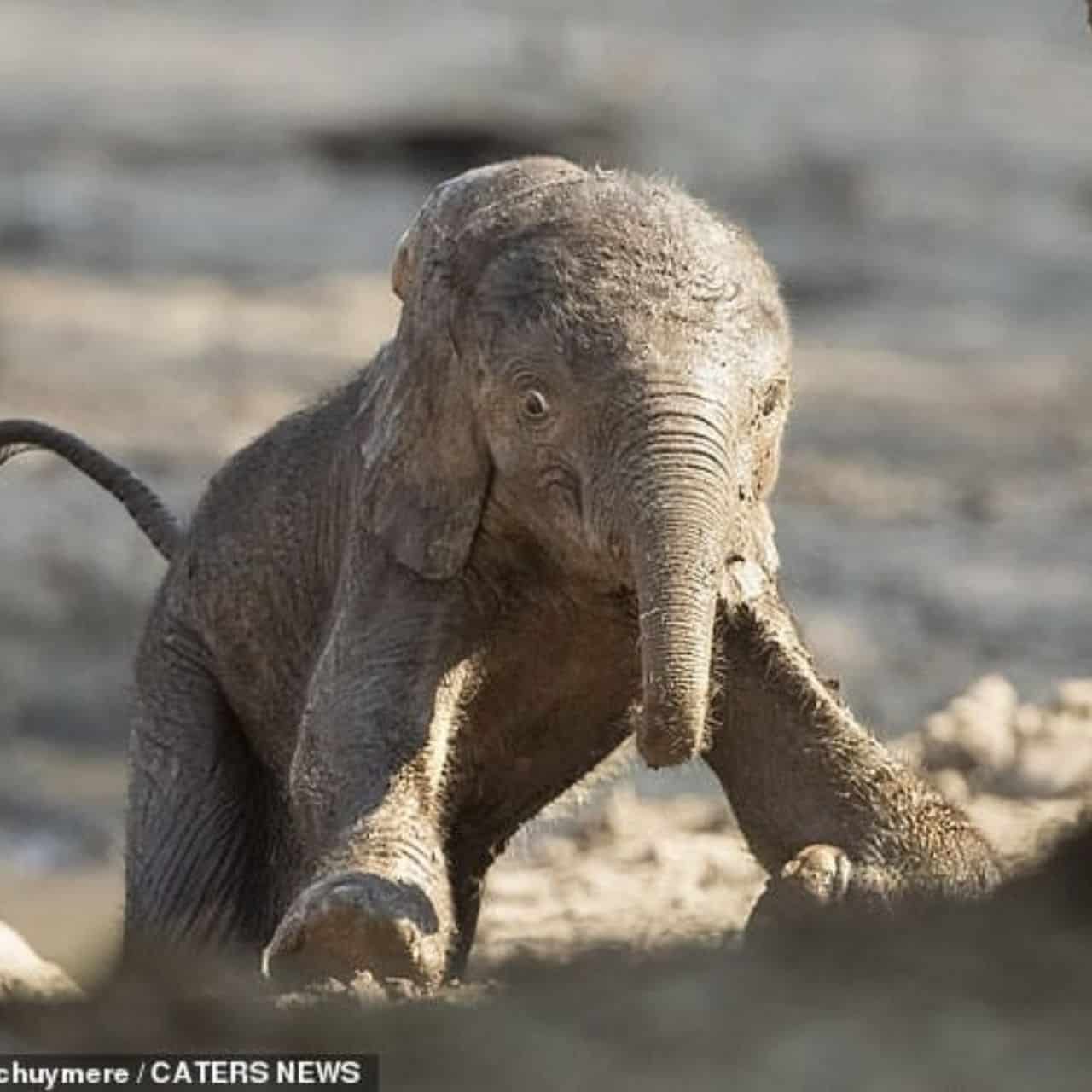 The Heartwarming Journey of a Newborn Elephant's First Steps