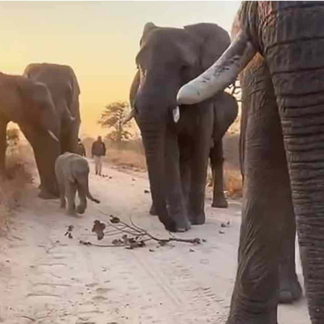 Heartwarming Moments: Elephants Come to the Rescue of Baby Khanyisa