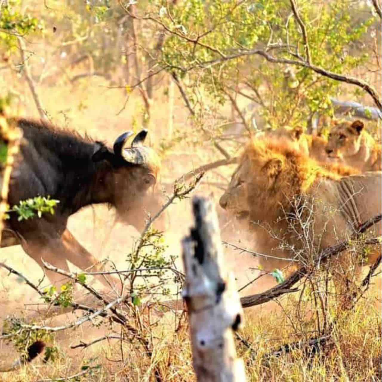 Heroic Buffalo Mother Protects Her Calf in Dramatic Encounter