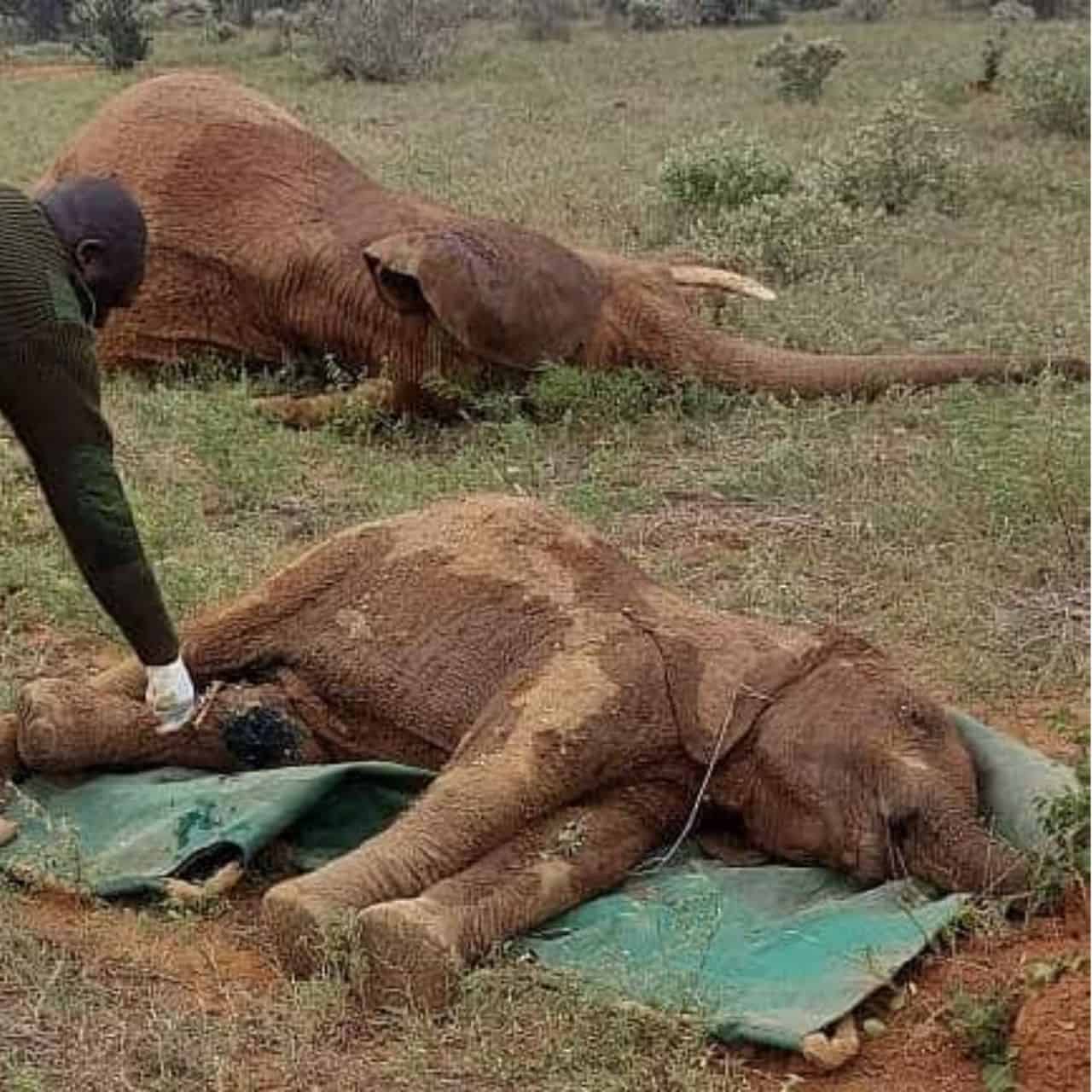 Heartwarming Rescue of a Young Elephant Calf