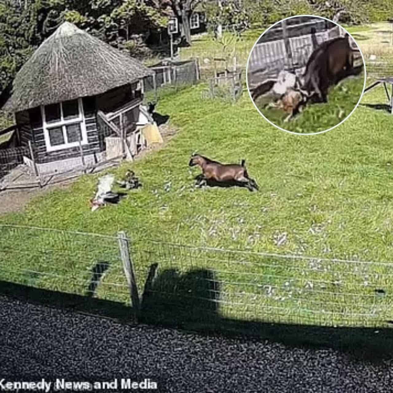 Brave Goat and Rooster Team Up to Save Chicken from Hawk Attack