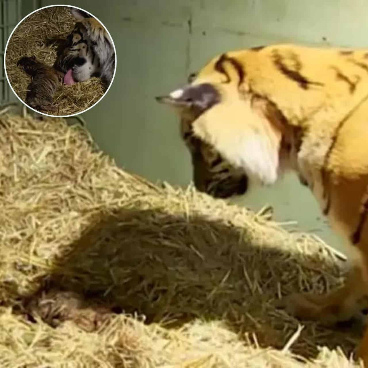 [Video] Heartwarming Moment: Sumatran Tiger Gives Birth to Cubs at ...