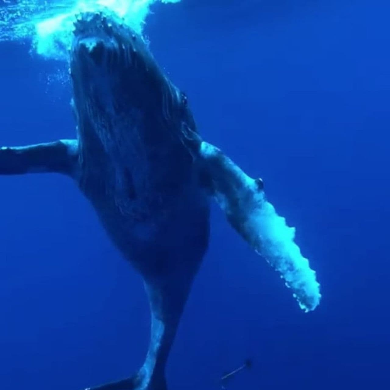 A Dance with a Humpback Whale: An Unexpected Encounter in Tahiti
