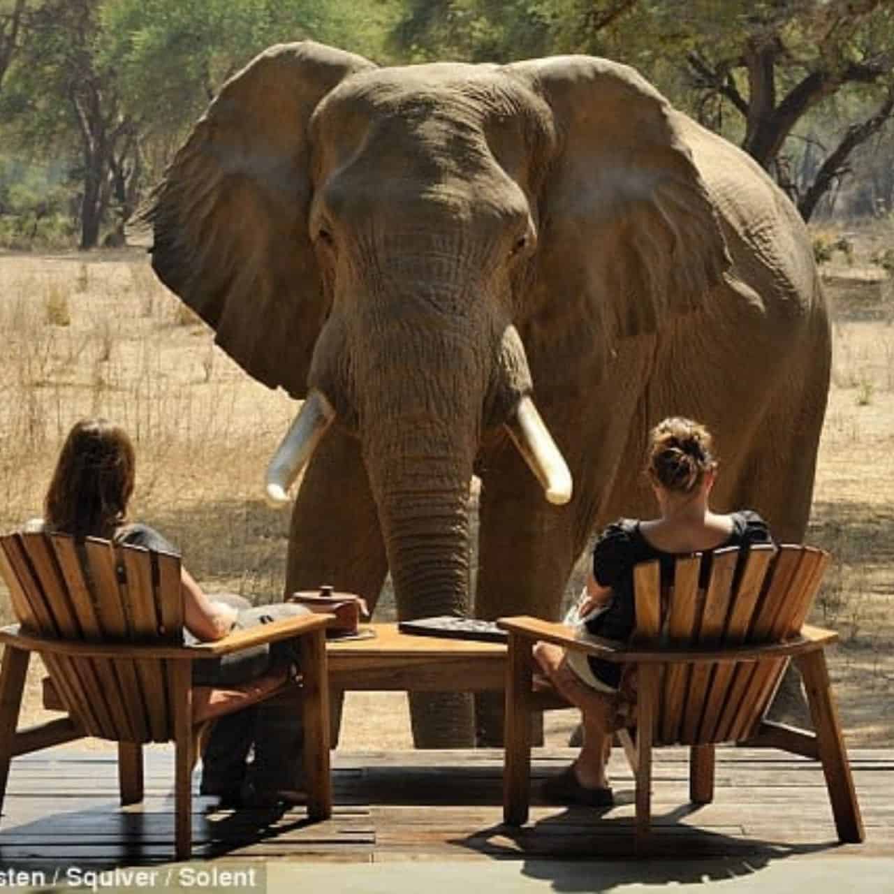 Unexpected Encounter: A Bull Elephant Visits a Lodge in Zambia