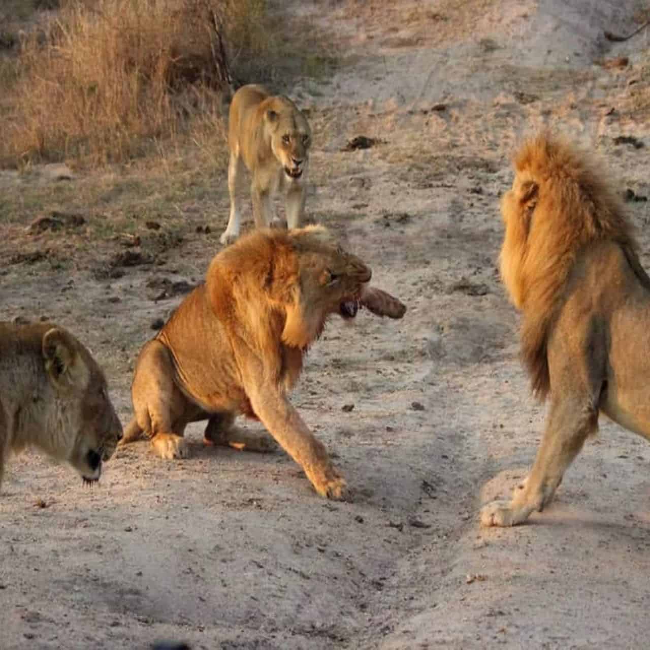 Epic Battle of Male Lions Captured in Stunning Photos