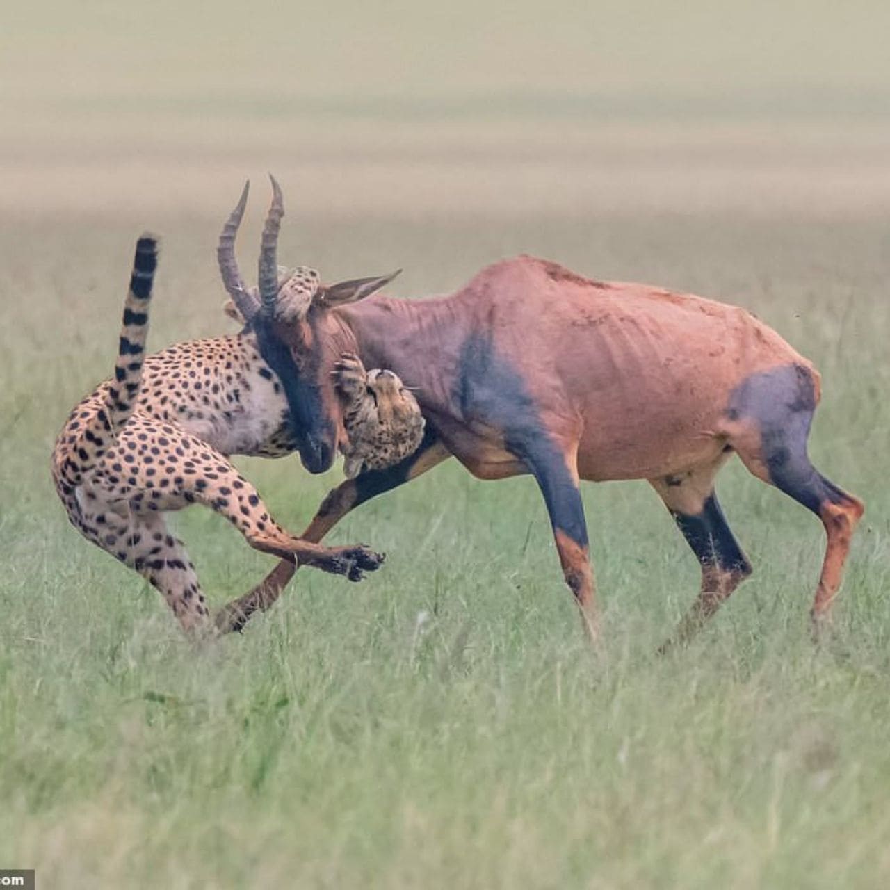 [Video] Cheetah's Captivating Chase: Striking Footage of Nature's Hunt