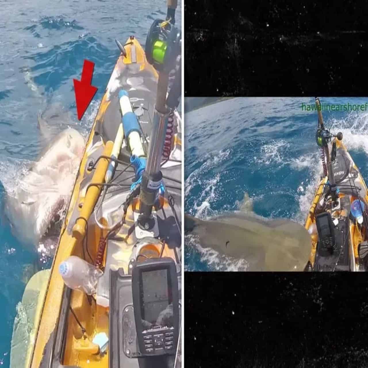 Unexpected Encounter: Kayaker Faces Off with a Giant Shark