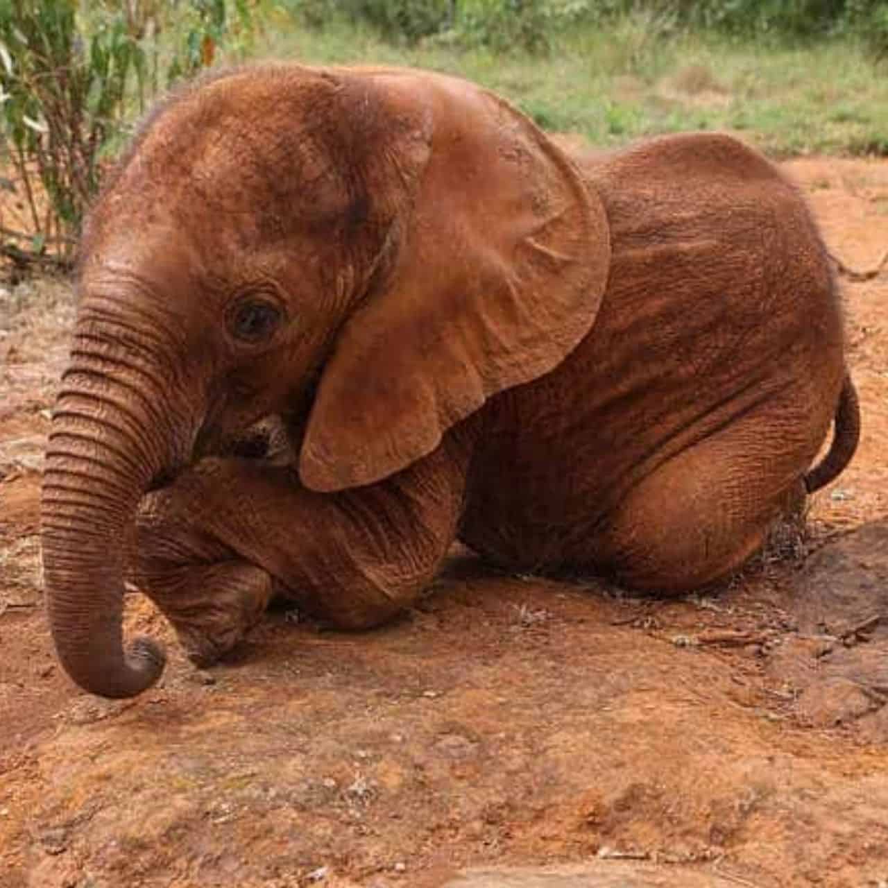Heartwarming Rescue of Baby Elephants Highlights the Commitment of ...