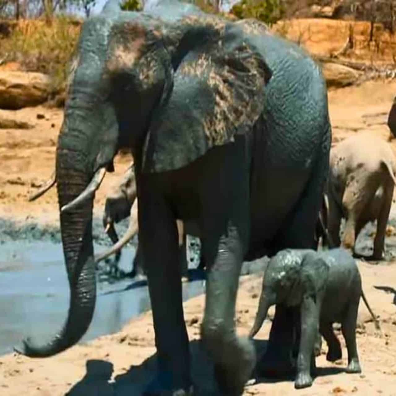 [Video] The Joyful Splash: Baby Elephant's First Mud Bath