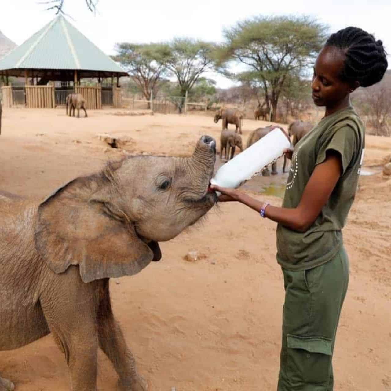 Innovative Feeding Approach at Reteti Elephant Sanctuary: Goat Milk for ...