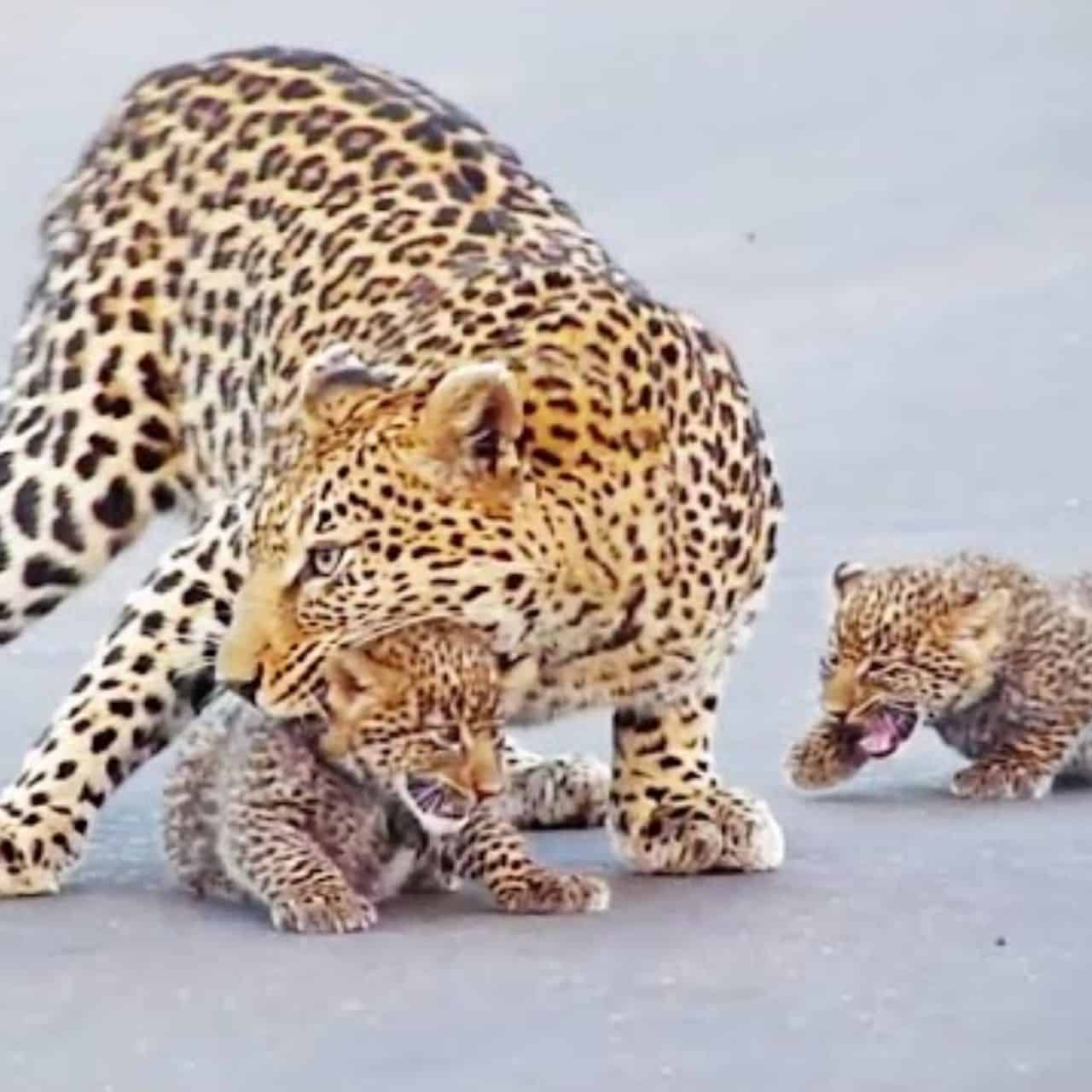 [Video] Adorable Leopards Cross Road with a Little Help from Their Mom