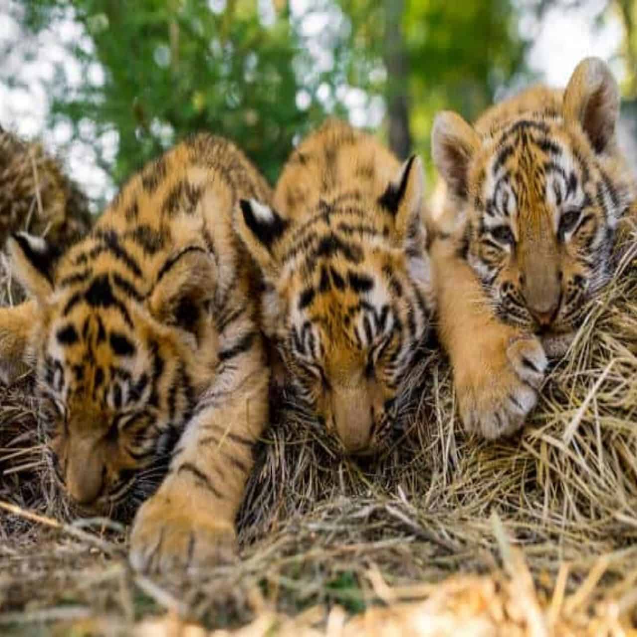 Shy Sumatran Tiger Cub Takes Its First Steps in London Zoo
