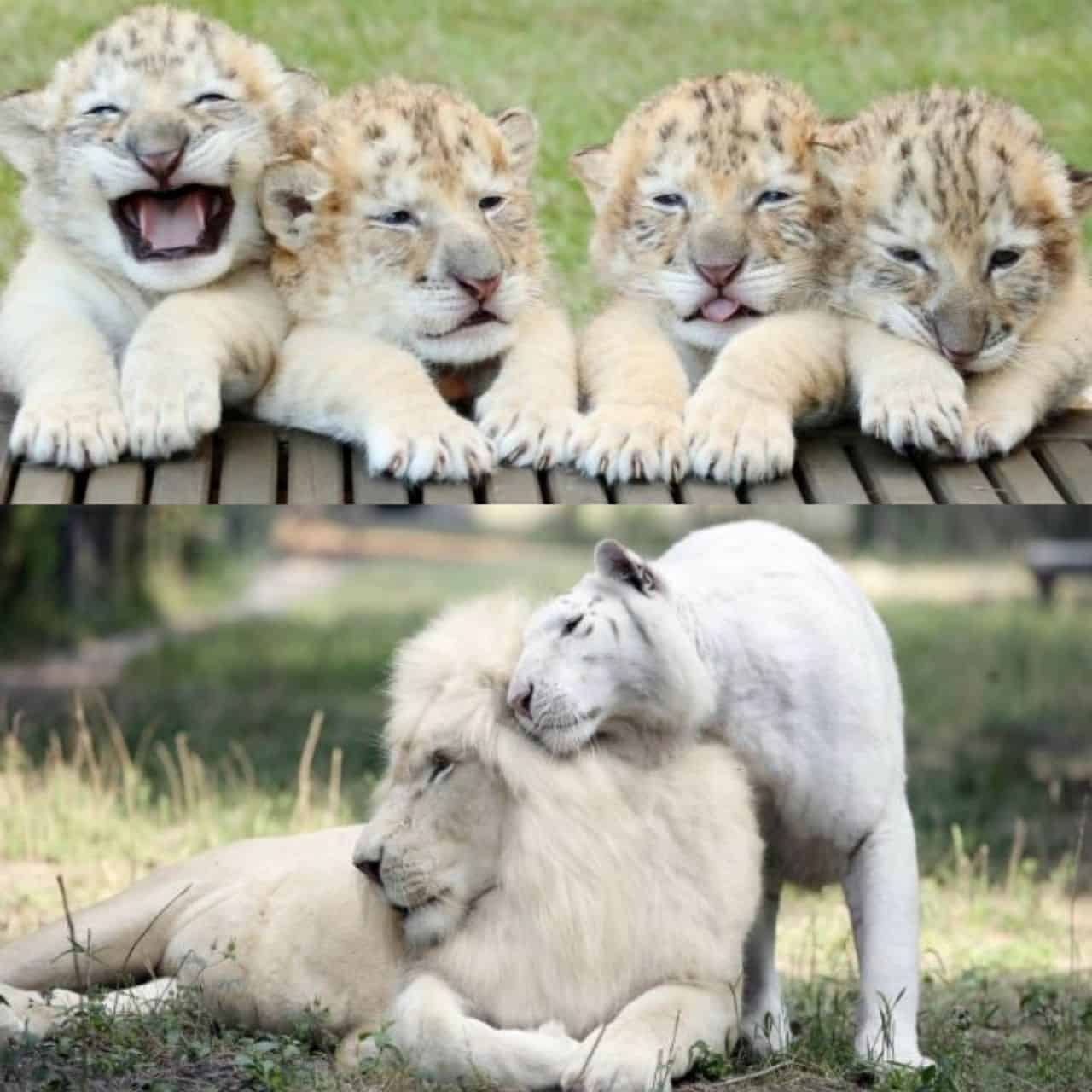 Meet the World's First White Lion-Tiger Hybrids