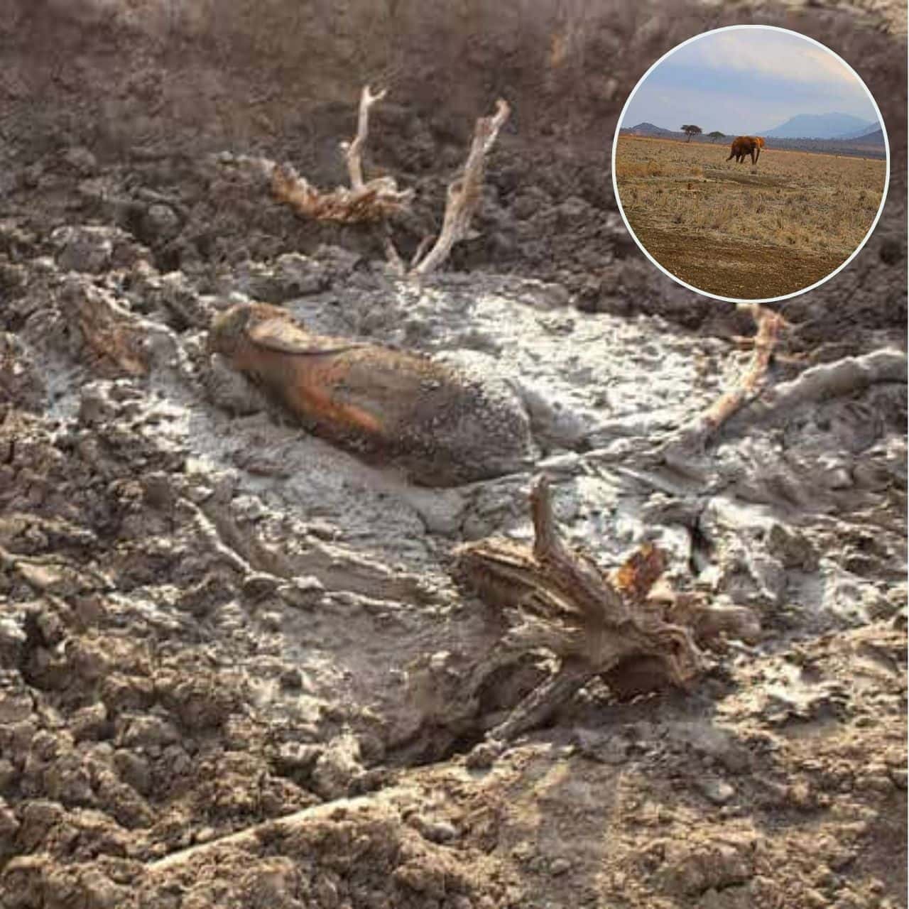 A Heartwarming Rescue: Elephant Calf Saved Near Mrima Hill