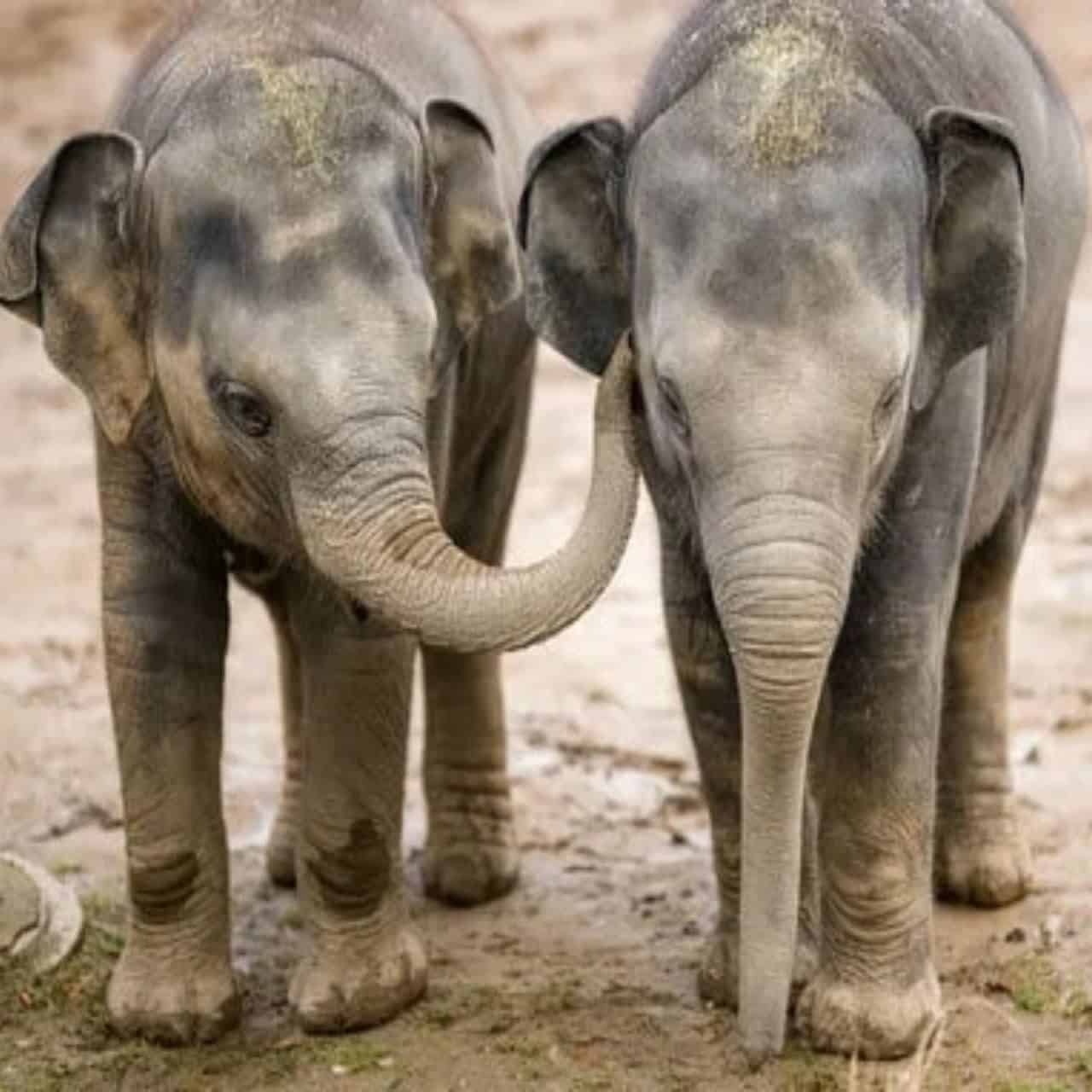 Extraordinary Journey of Rare Twin Elephants in the African Savannah