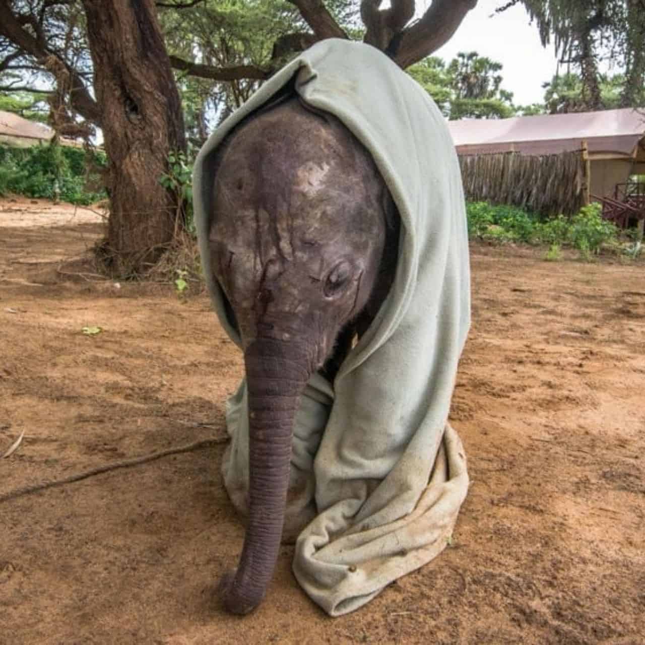 Brave Rescue: Meet Lomunyak, the Resilient Elephant Calf