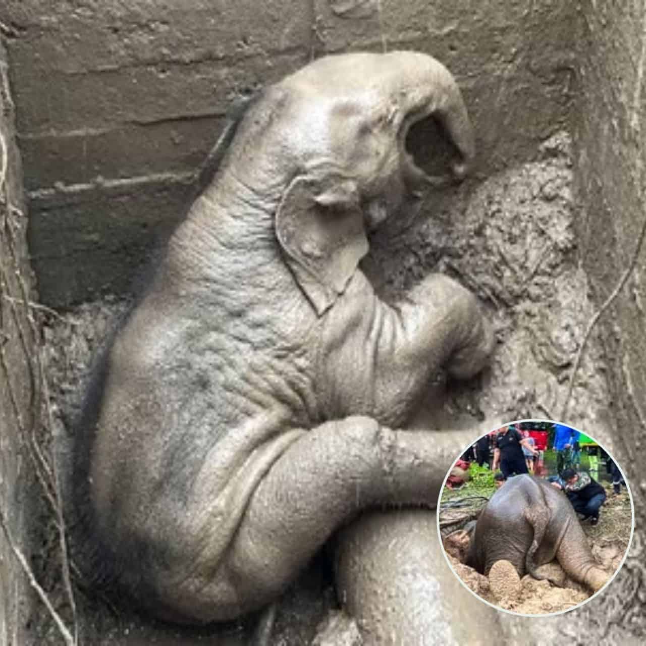 [Video] Heartwarming Rescue of Elephants in Thailand