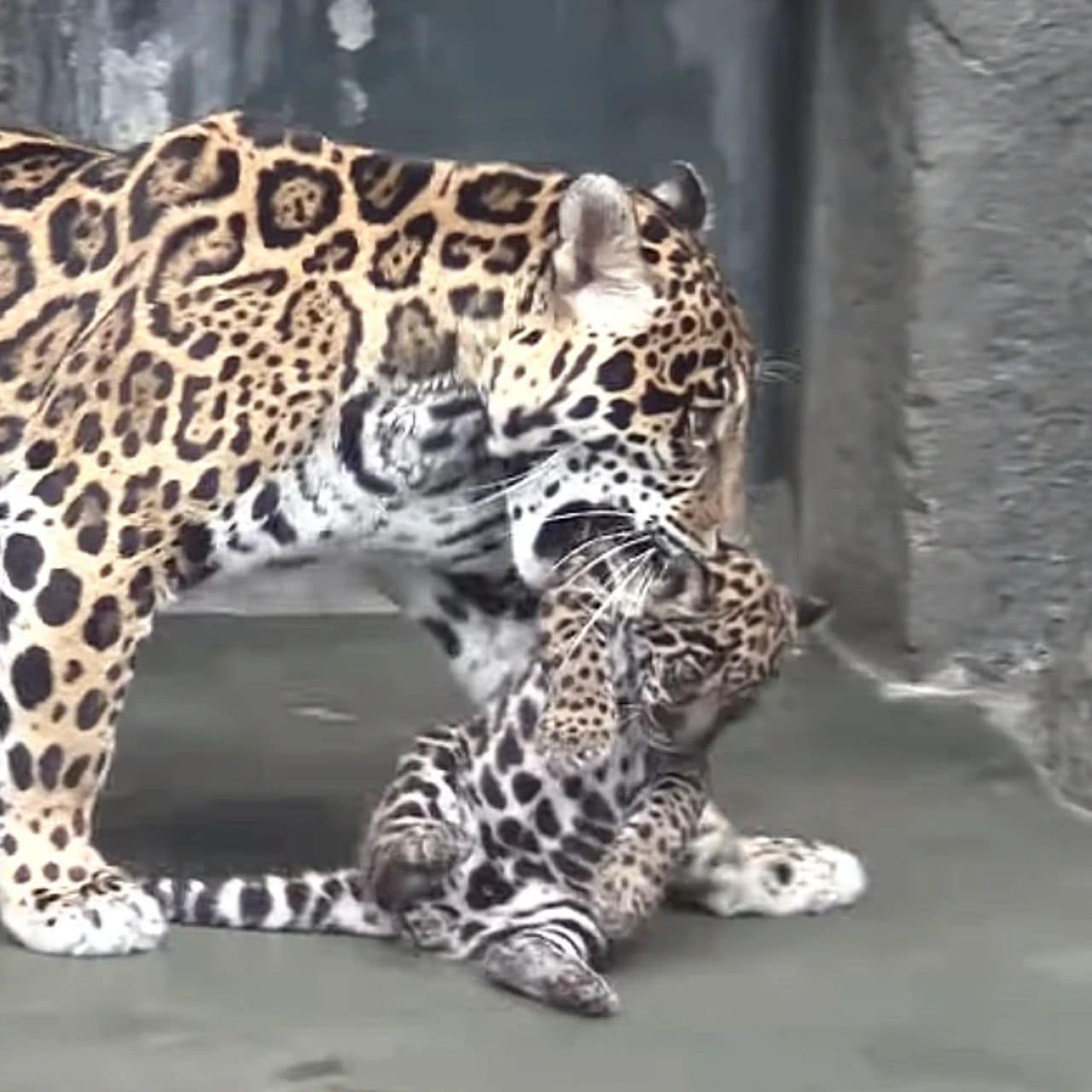 Heartwarming Adventure: Leopard Cubs Explore Their New Home