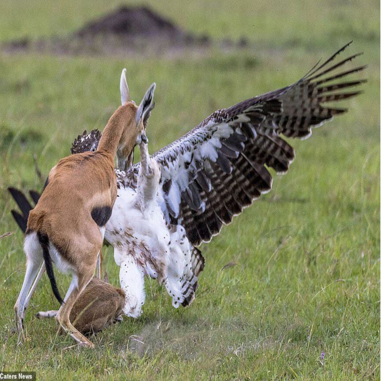 A Mother Gazelle's Heroic Stand Against a Giant Eagle
