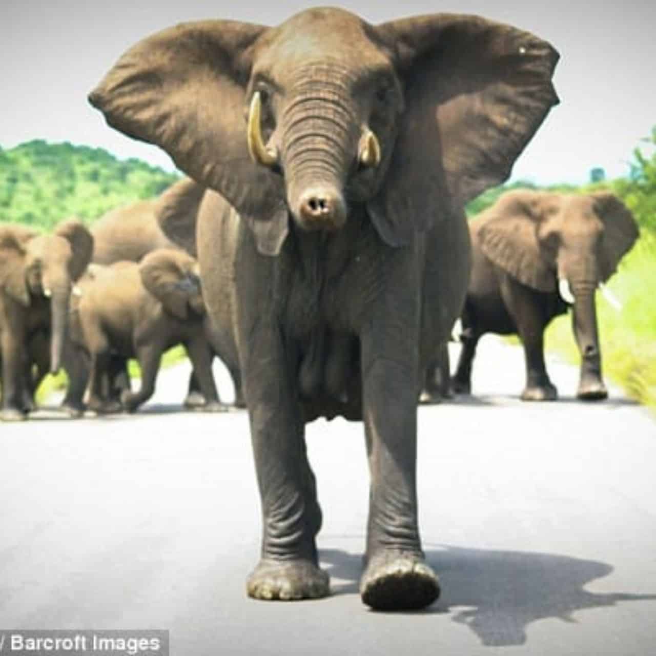 [Video] A Close Encounter with Elephants in Kruger National Park