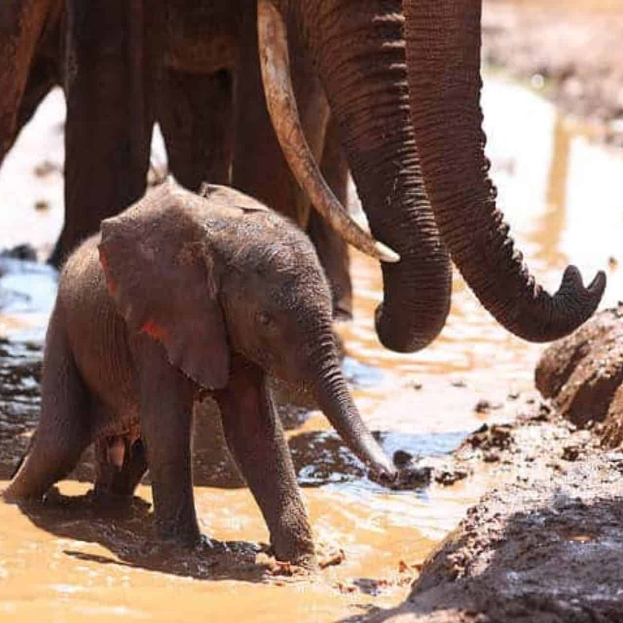 Ndara the Elephant Welcomes Her First Calf, Neptune!