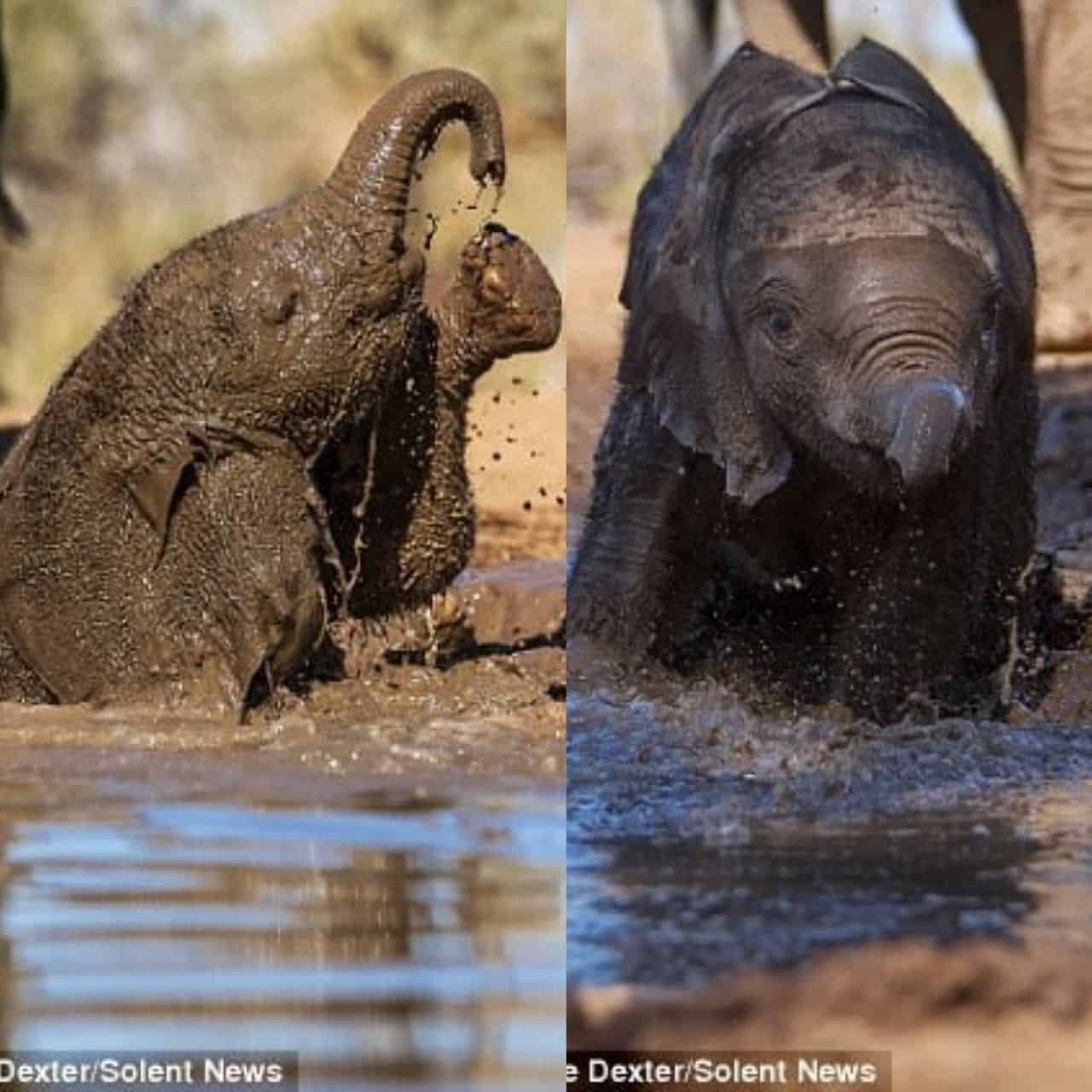 Baby Elephants Splash in a Joyful Mud Bath