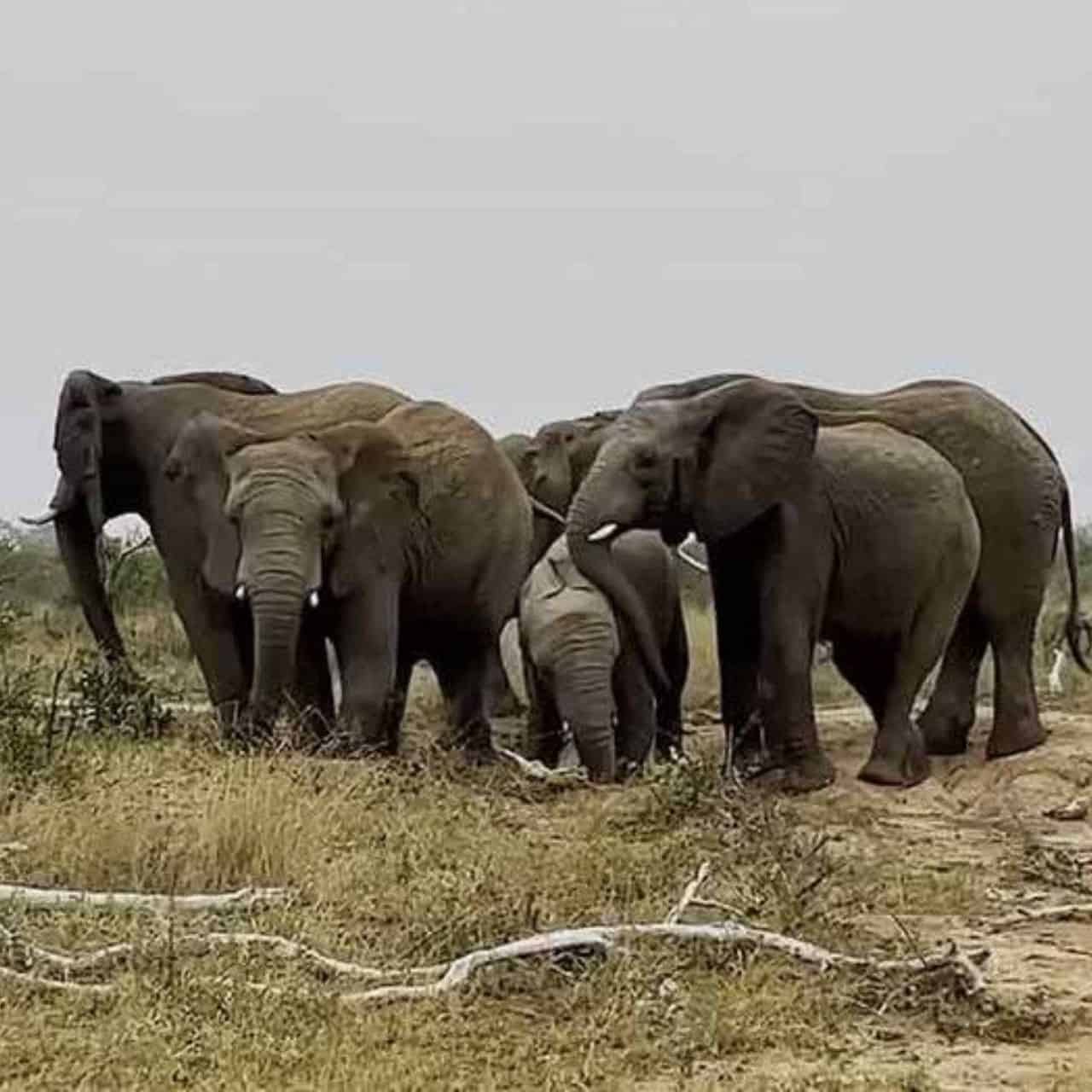 Elephants and Impalas: A Playful Encounter in South Africa