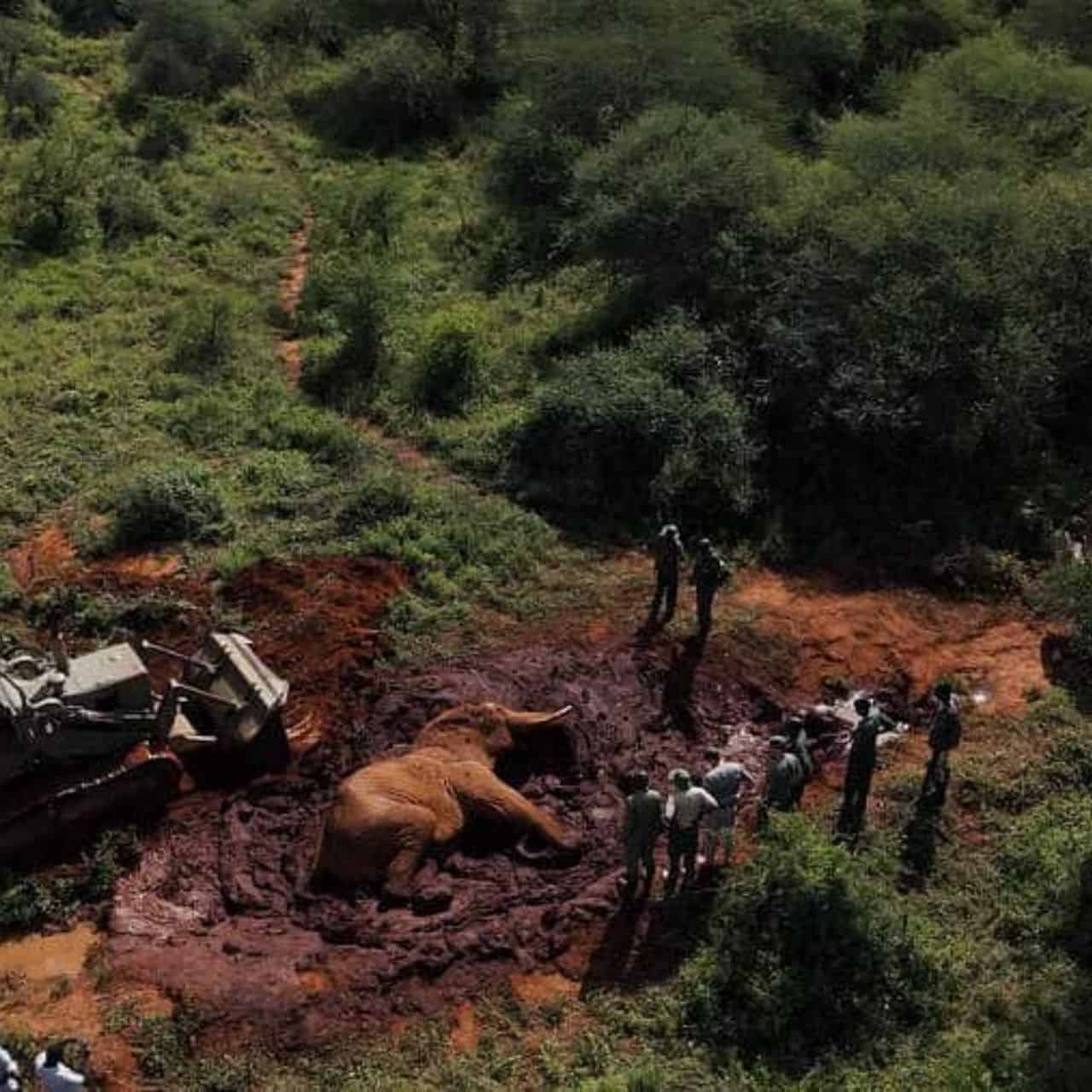 [Video] Heroes of the Night: A Heartwarming Elephant Rescue
