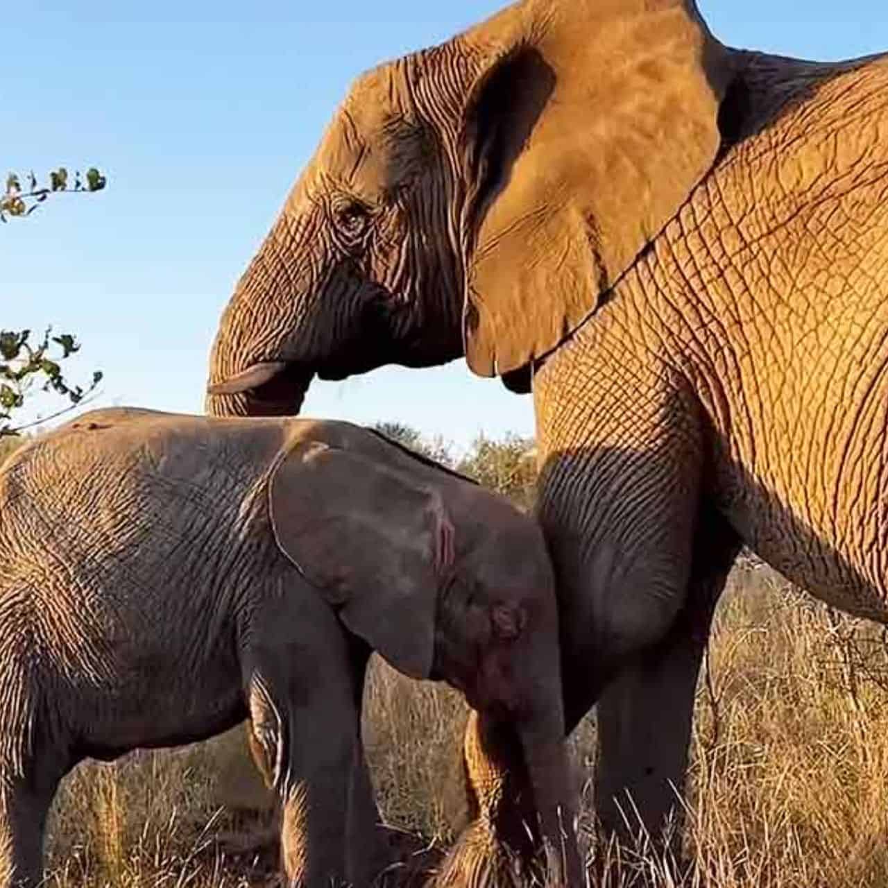 [Video] The Heartwarming Journey of Khanyisa: The Albino Elephant's New ...
