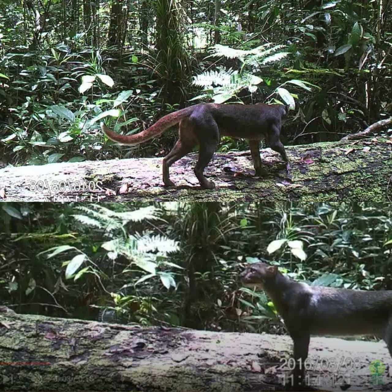 Discovering the Elusive Bay Cat of Borneo