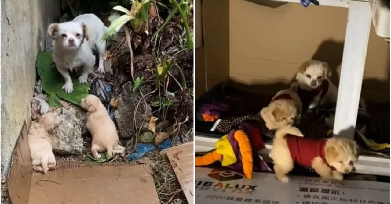 [VIDEO] Rescuer Saves Starving Mother Dog and Her Puppies from Freezing ...