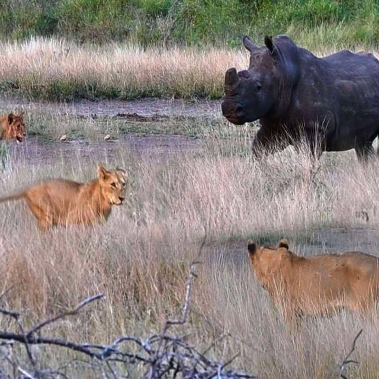 [Video] Unexpected Showdown: A Rhino vs. 20 Lions in the Savanna